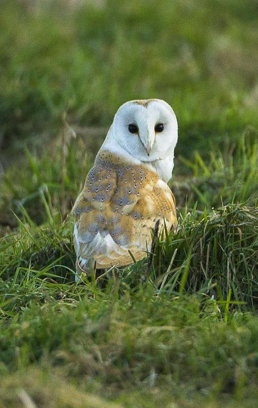 What Are the Roles of Owls in Mythology? (with pictures)