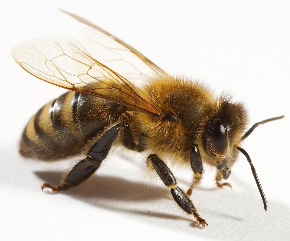 What are Some Examples of 1920s Slang? (with pictures)