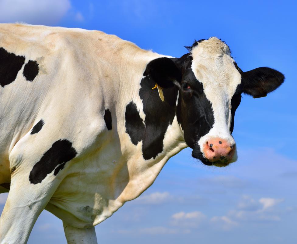 Who is Prajapati? (with pictures)