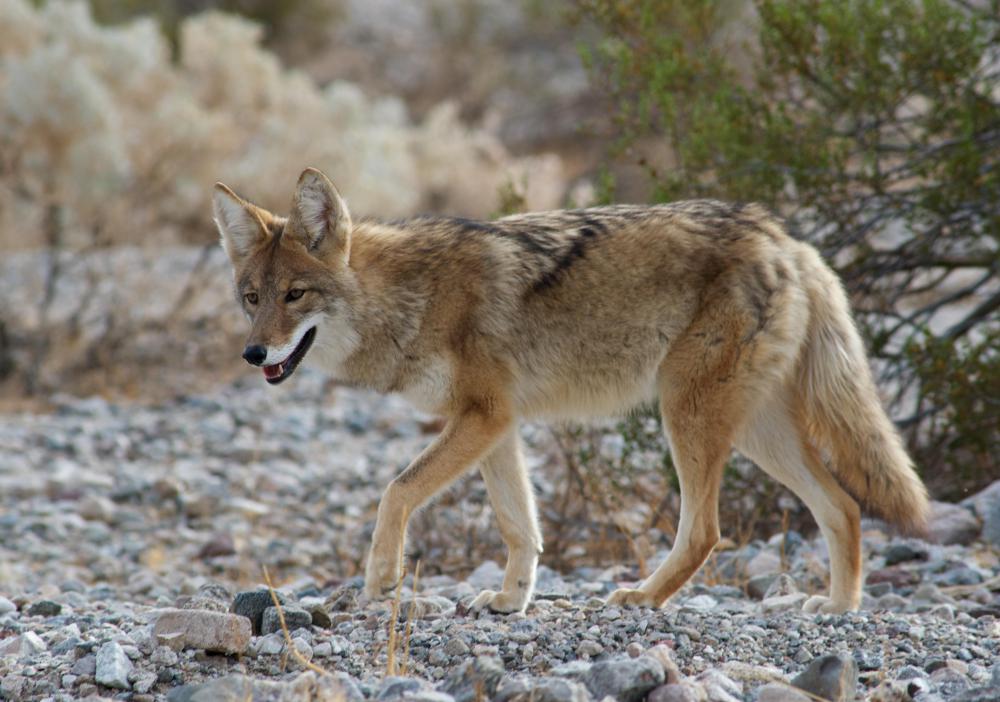 What Are the Different Types of Fire Mythology? (with pictures)