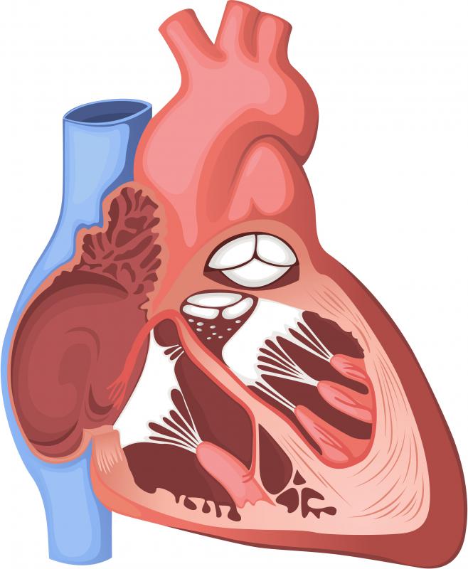 What Are The Cockles Of Your Heart with Picture what-are-the-cockles-of-your-heart-with-picture