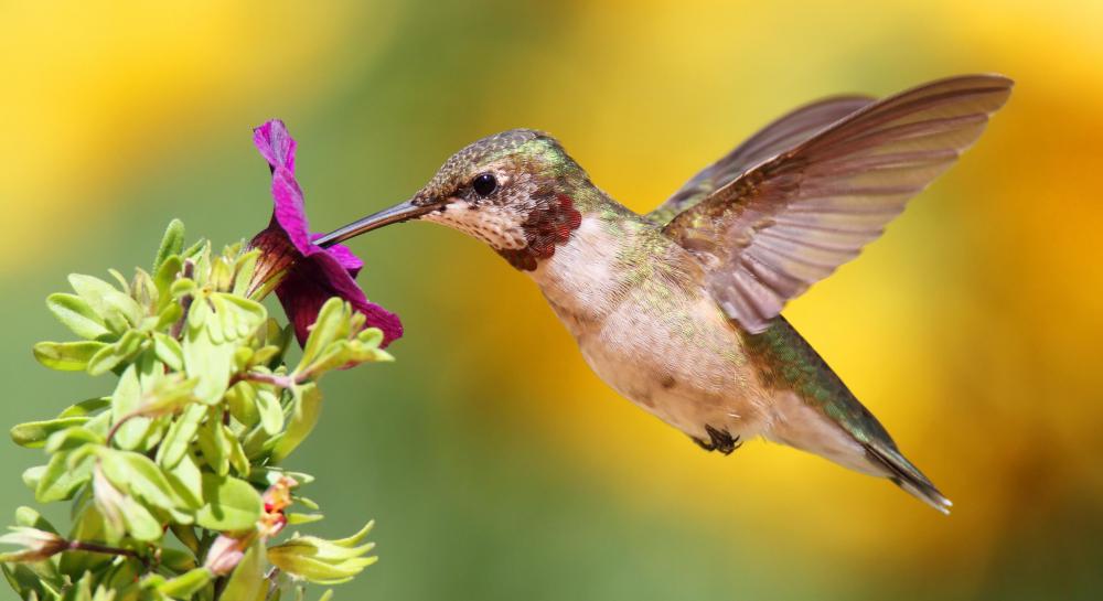 What is Native American Animal Medicine? (with pictures)