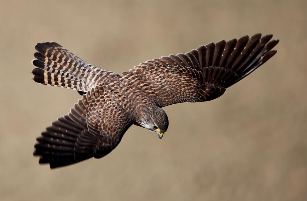 What Is a Spelling Pronunciation? (with picture)