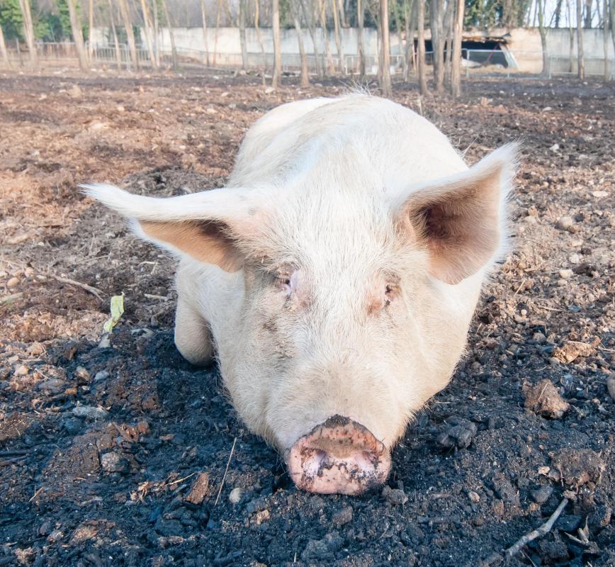 What are the Most Common Ethics Issues? (with pictures)
