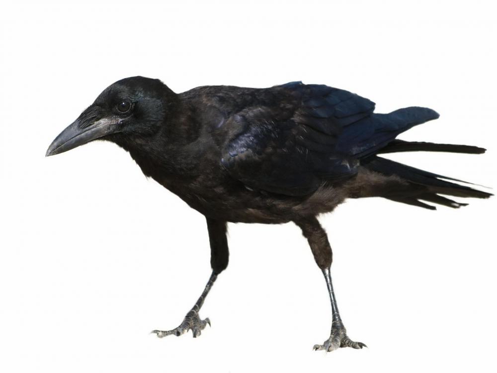 Why is a Raven Like a Writing Desk? (with pictures)