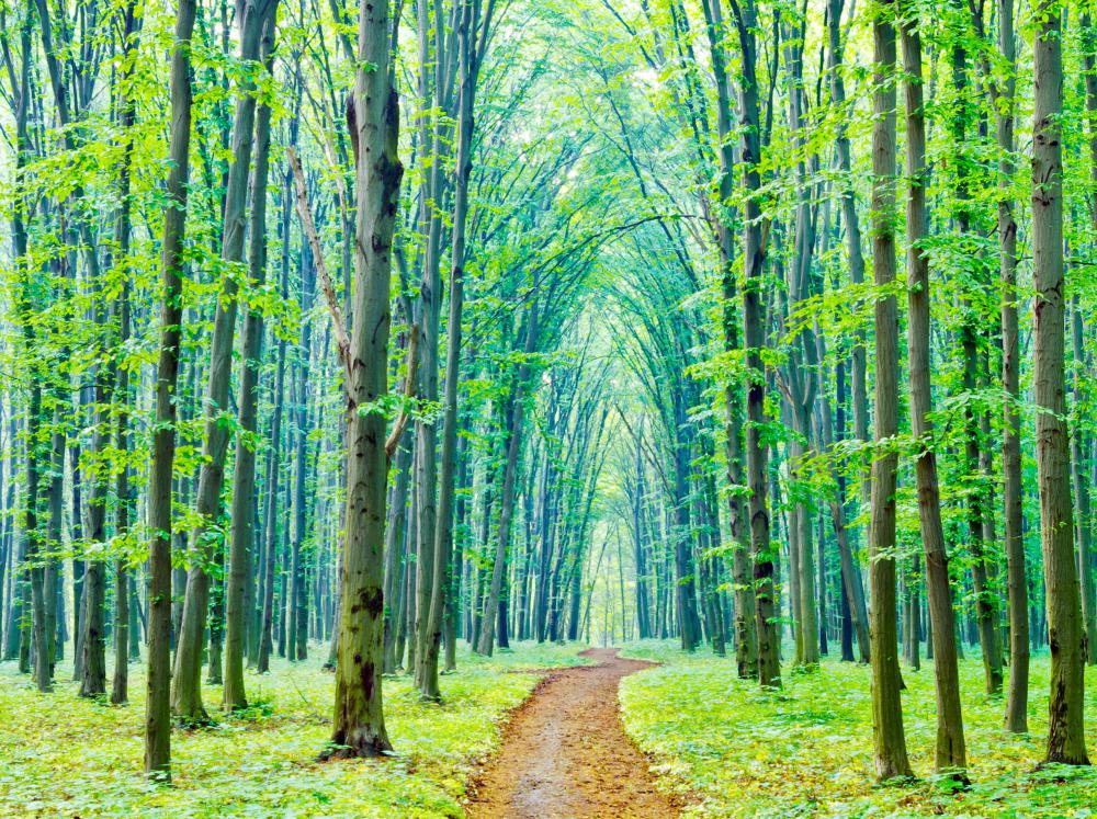 What Is a Polysemy? (with picture)