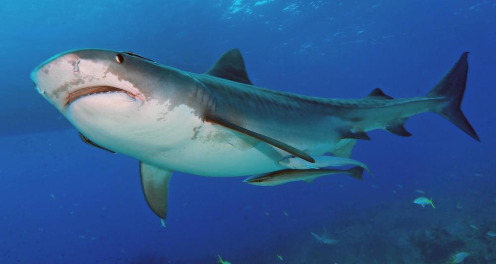 What Is Imagery? (with pictures)