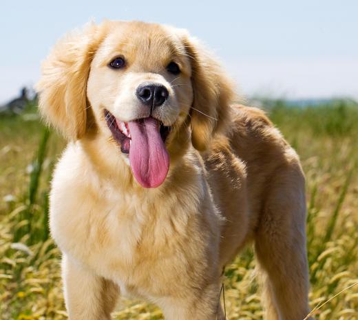 What Is Latent Learning with Pictures What Is Latent Learning with Pictures