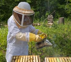 What Does It Mean to Have a "Bee in Your Bonnet"?