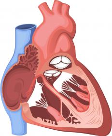 What are the Cockles of Your Heart? (with picture)