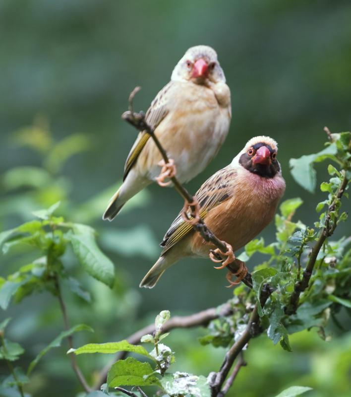 What Does a Bird In The Hand Is Better Than Two In The Bush Mean What Does a Bird In The Hand Is Better Than Two In The Bush Mean